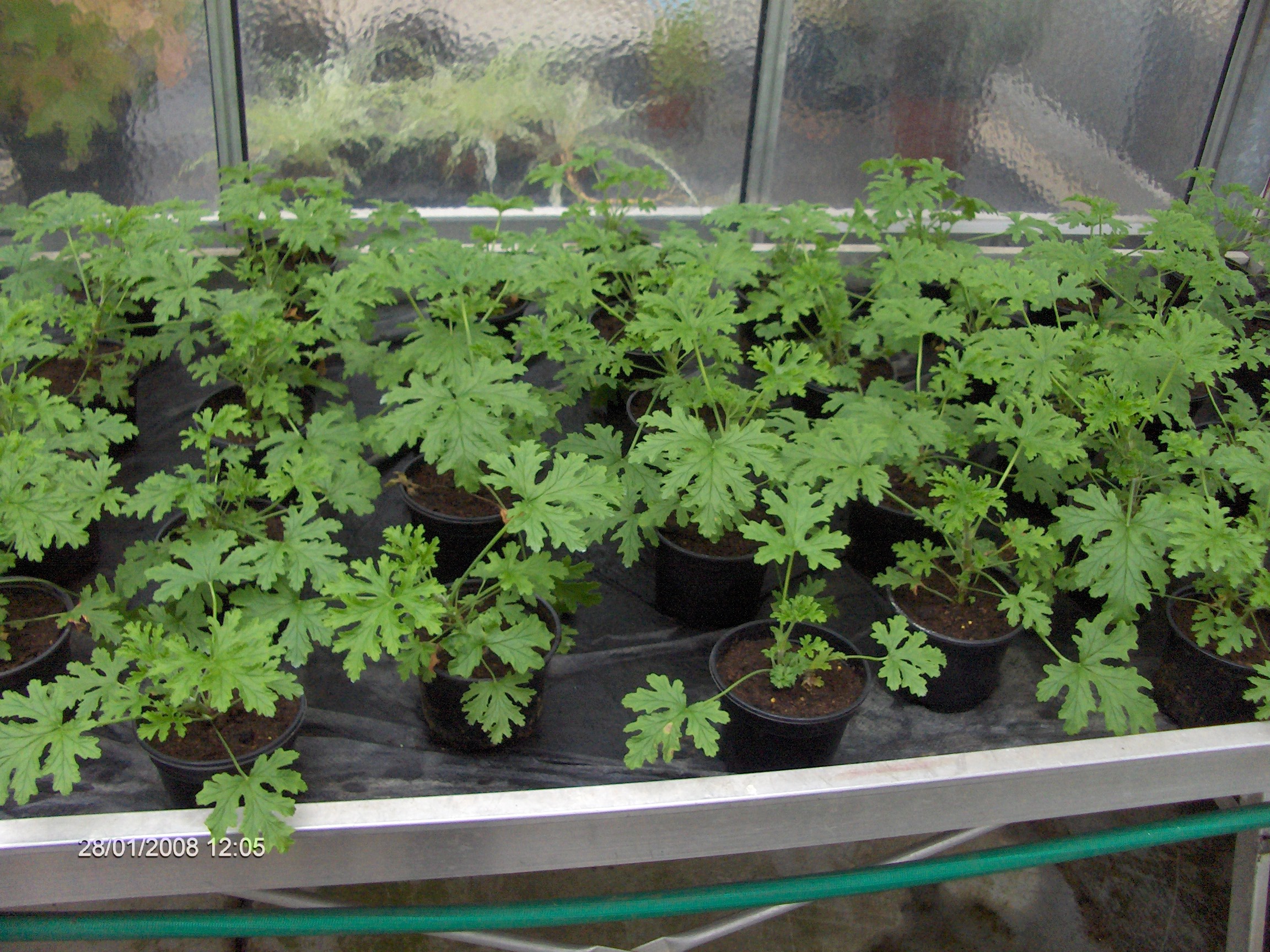 Géranium-pélargonium odorant citronnelle verte - Institut le Tremplin ...